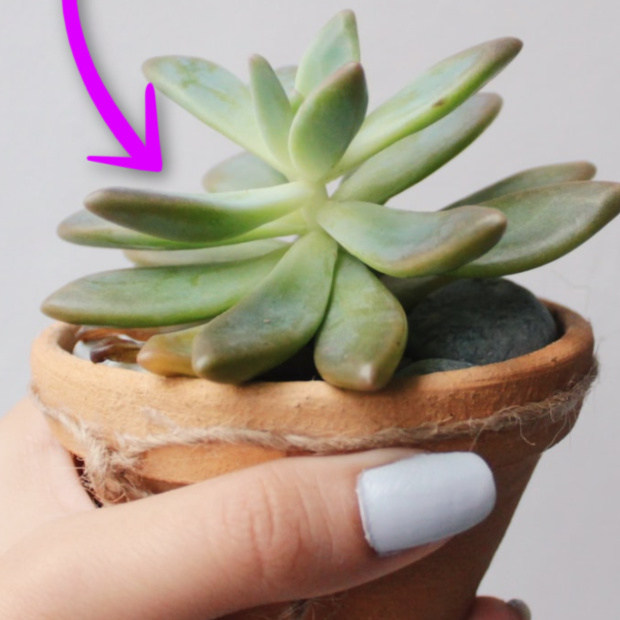 30 Sensational Succulent Crafts - Angie Holden The Country Chic Cottage