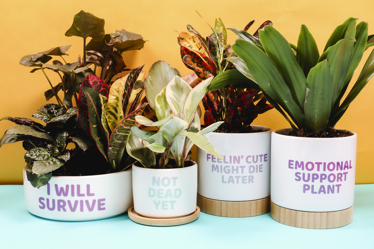 How to Make Sublimation Planters - Angie Holden The Country Chic Cottage